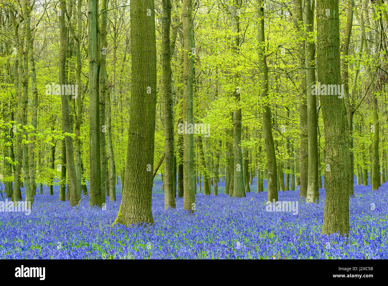 Dockey Woods, Ashridge Estate Stock Photo - Alamy
