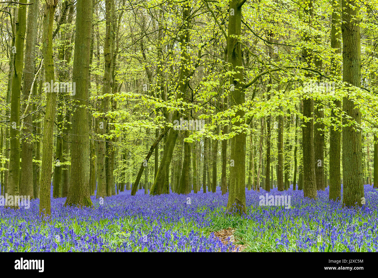 Dockey Woods, Ashridge Estate Stock Photo - Alamy