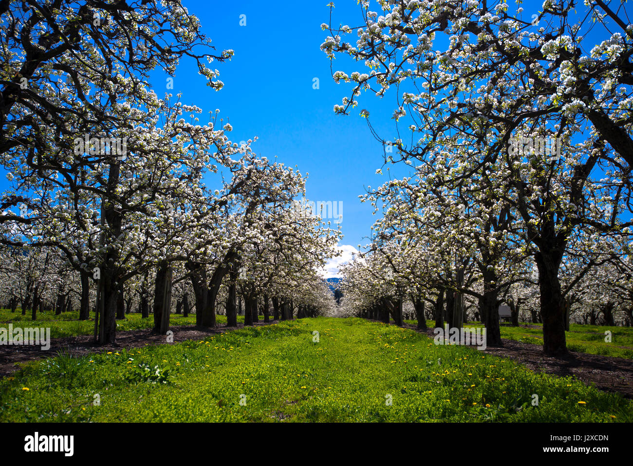 Rows of white flowering fruit trees on the background of grass and sky ...