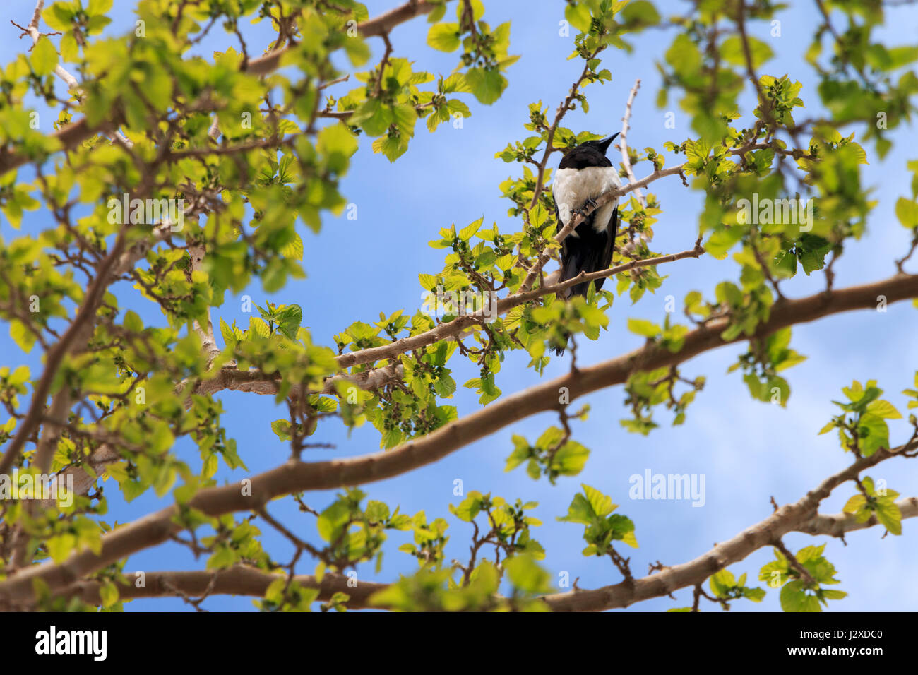 Magpie family hi-res stock photography and images - Alamy