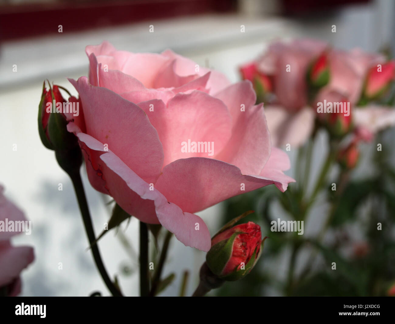 Pink roses growing in sunny climate Stock Photo - Alamy