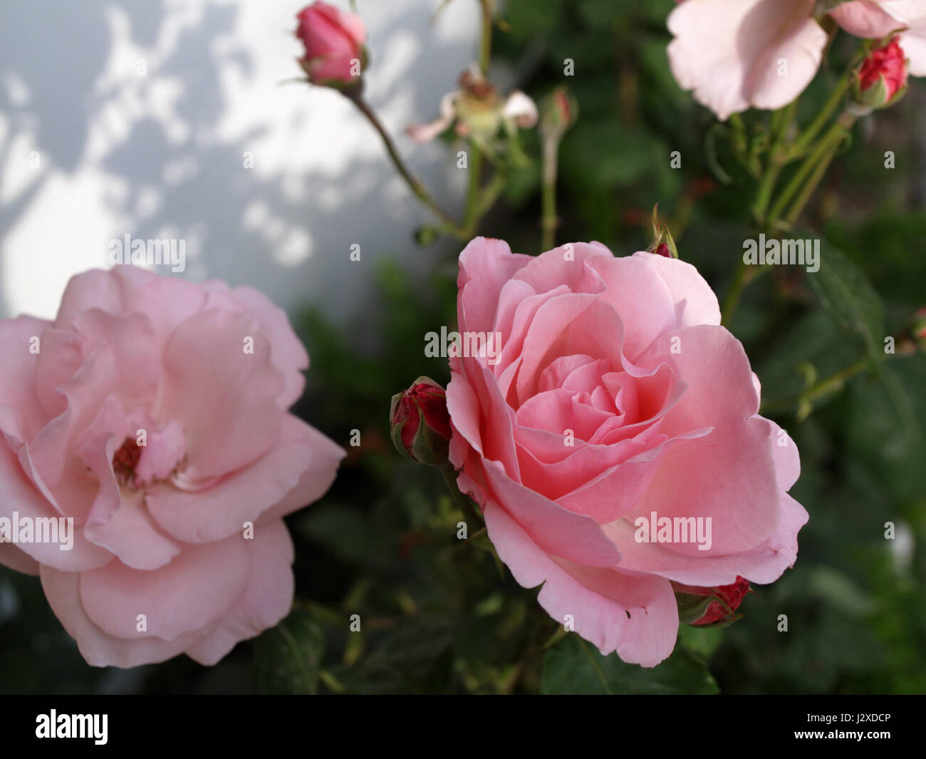 Pink roses growing in sunny climate Stock Photo - Alamy