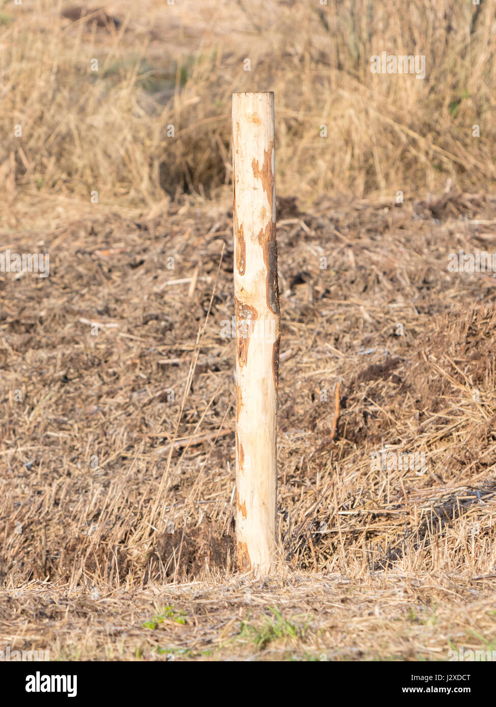 Blank marking at a walking path in the dutch forrest Stock Photo - Alamy