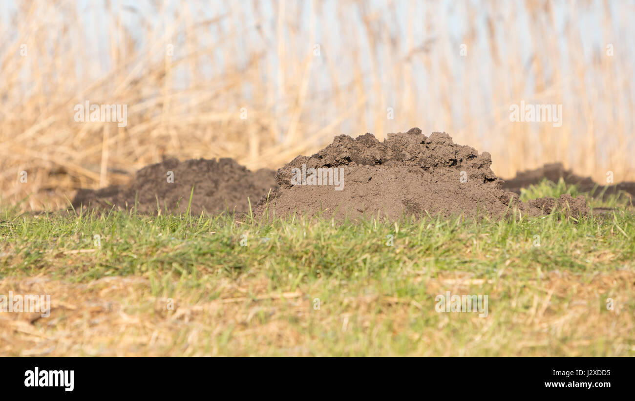 Molehill- lawn, damaged by a mole burrowing underneath and pushing up a ...
