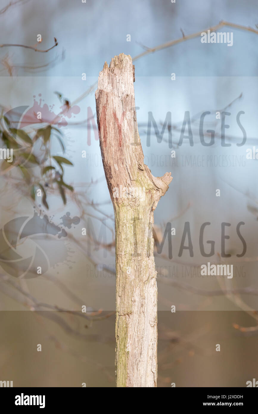Dying tree in nature, selective focus, winter Stock Photo - Alamy