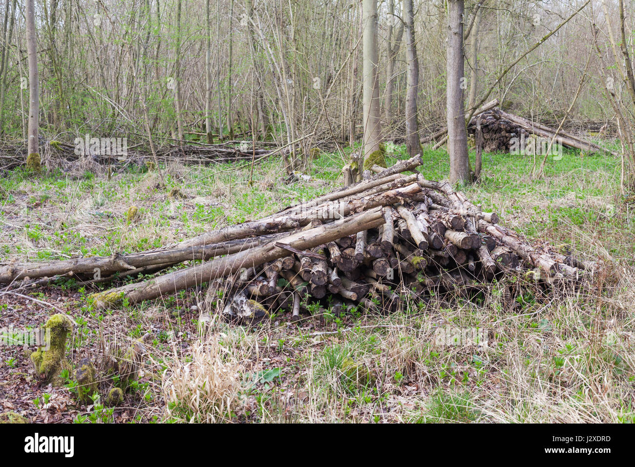 Gayhurst wood, Milton Keynes, Buckingham, England Stock Photo - Alamy