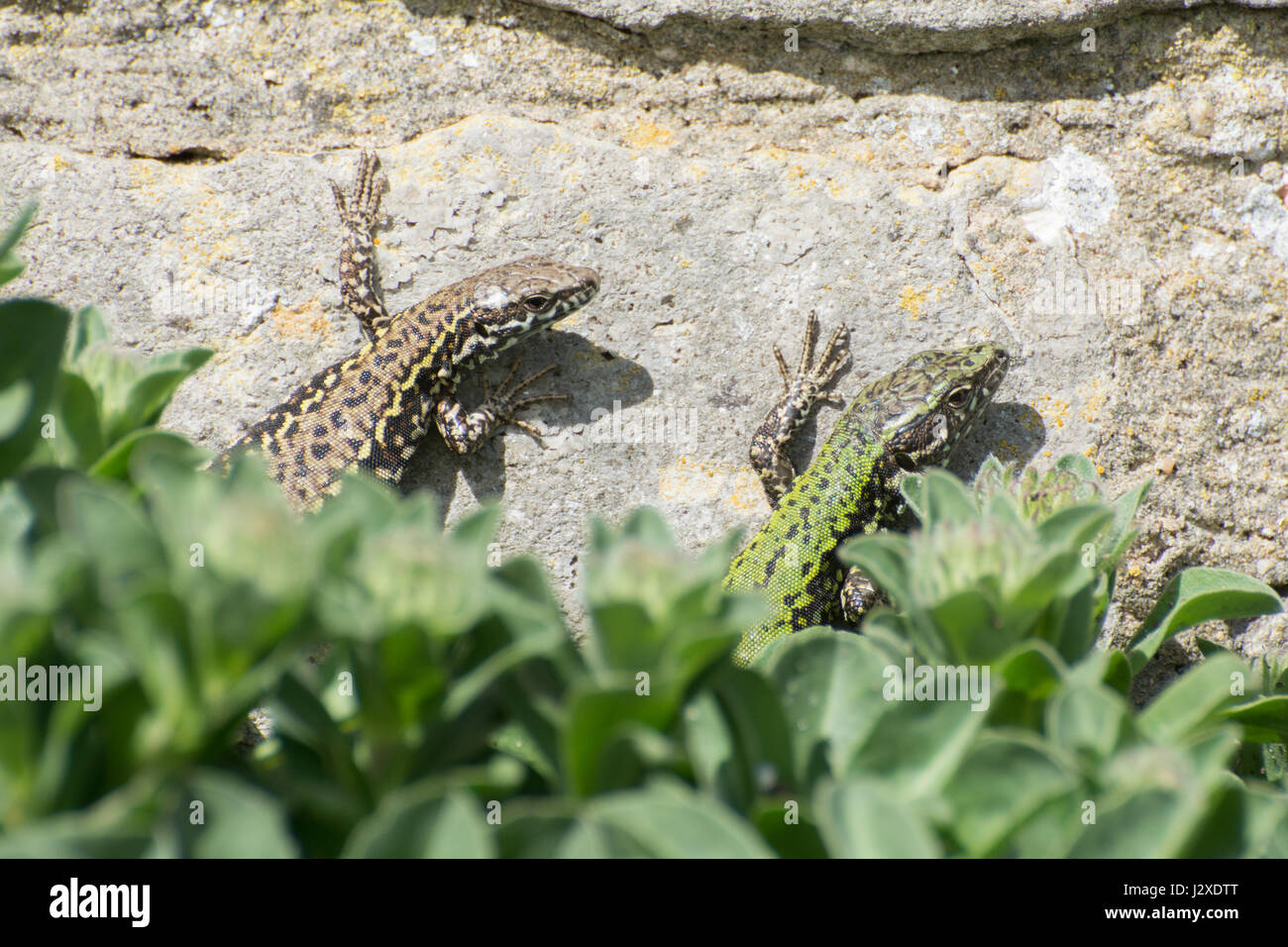 Male and female wall lizards (Podarcis muralis), a non-native reptile ...
