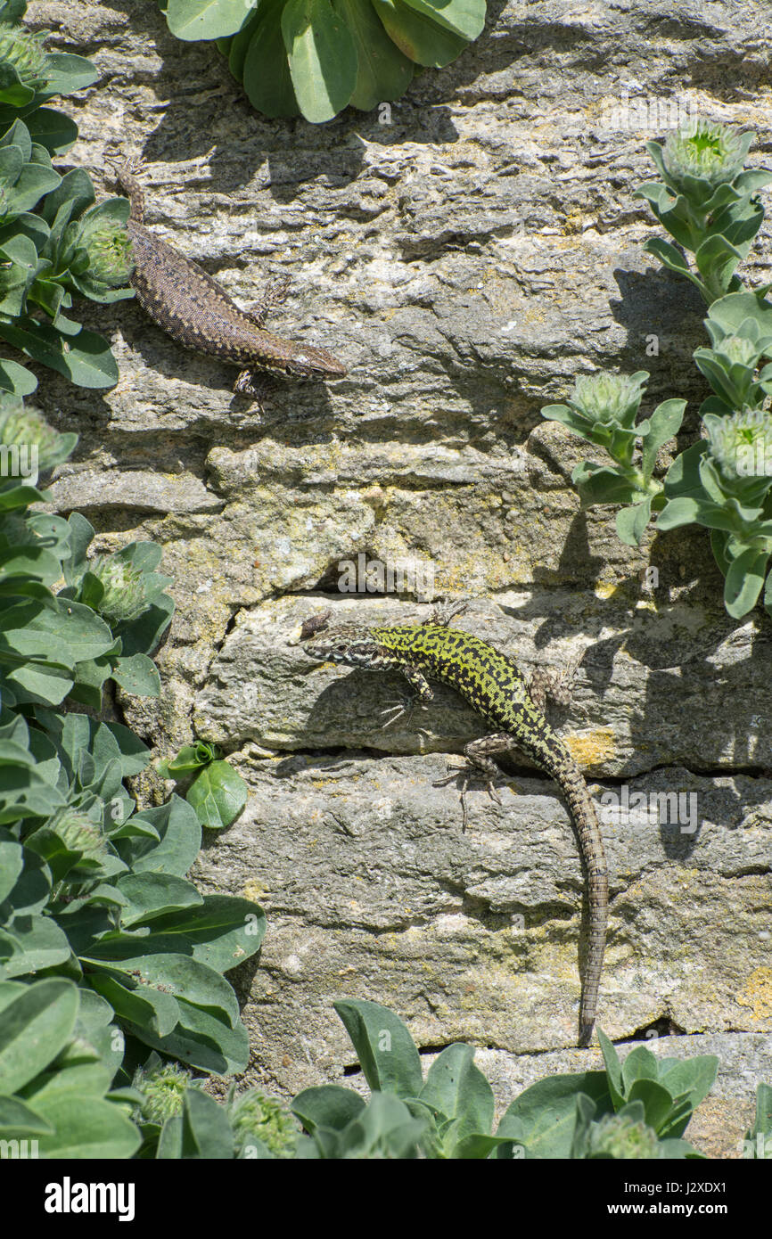 Green wall lizards uk hi-res stock photography and images - Alamy
