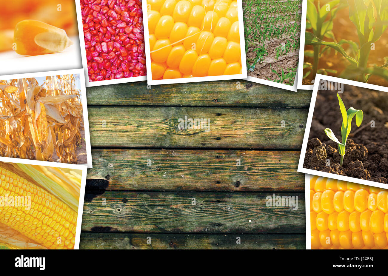 Maize corn in agriculture, photo collage with copy space Stock Photo ...