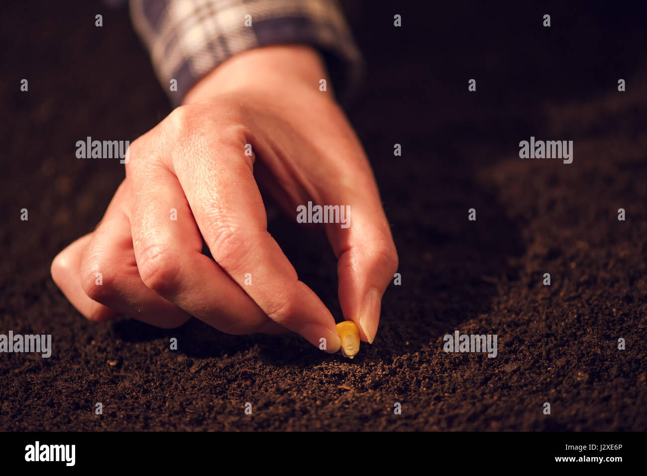 Woman seeding corn in agricultural arable field soil, young adult ...