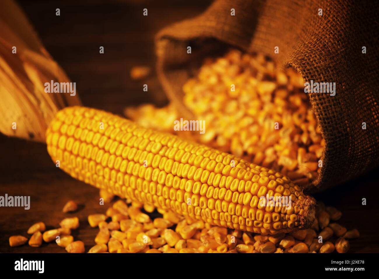 Harvested corn maize cob and grains, selective focus Stock Photo - Alamy