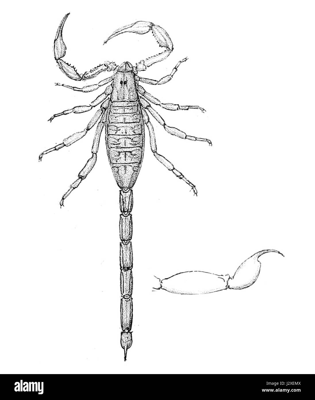 Testaceus hi-res stock photography and images - Alamy