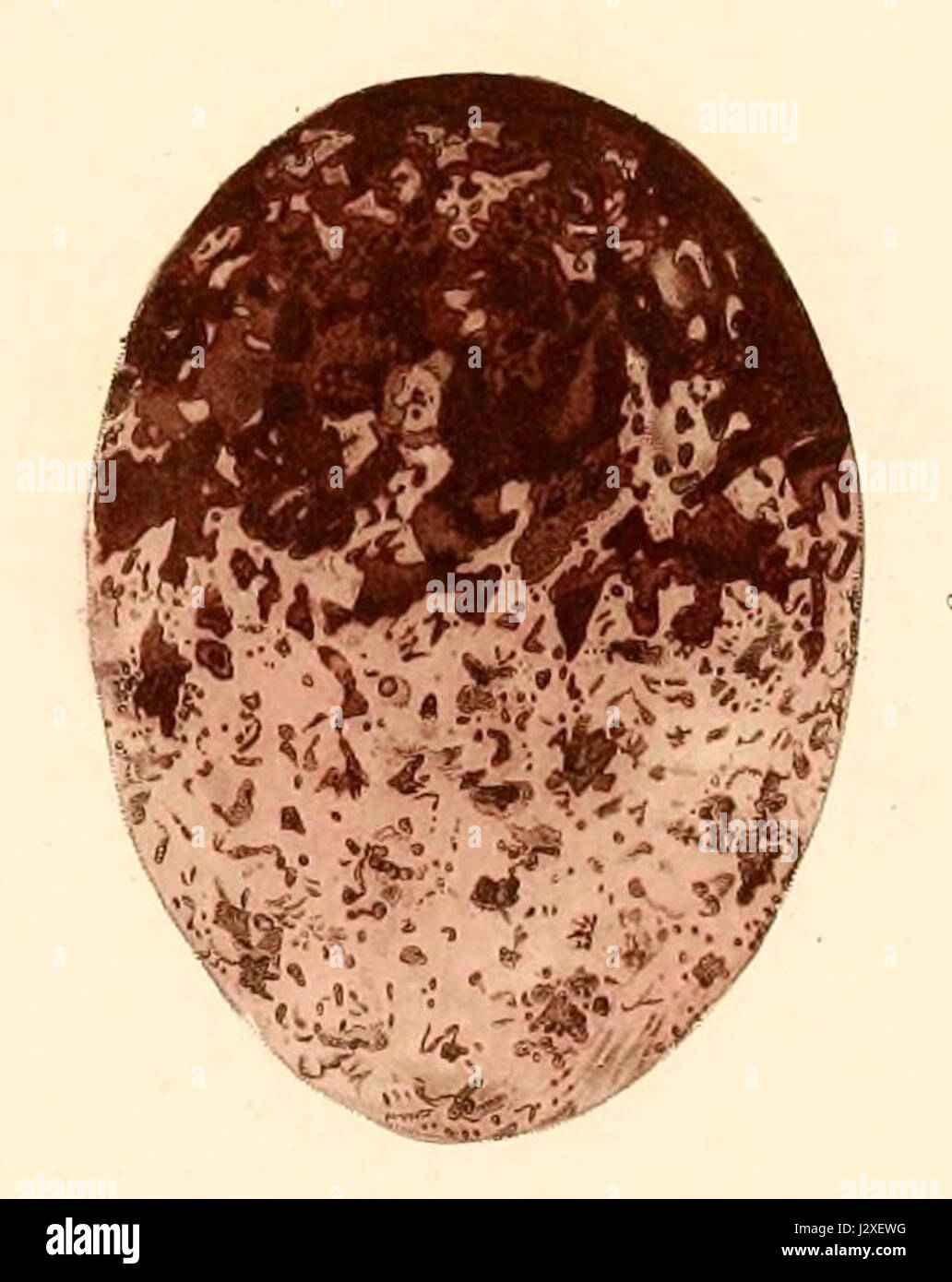 The Caracara cheriway egg, dated 1847, refers to the egg of the Crested ...