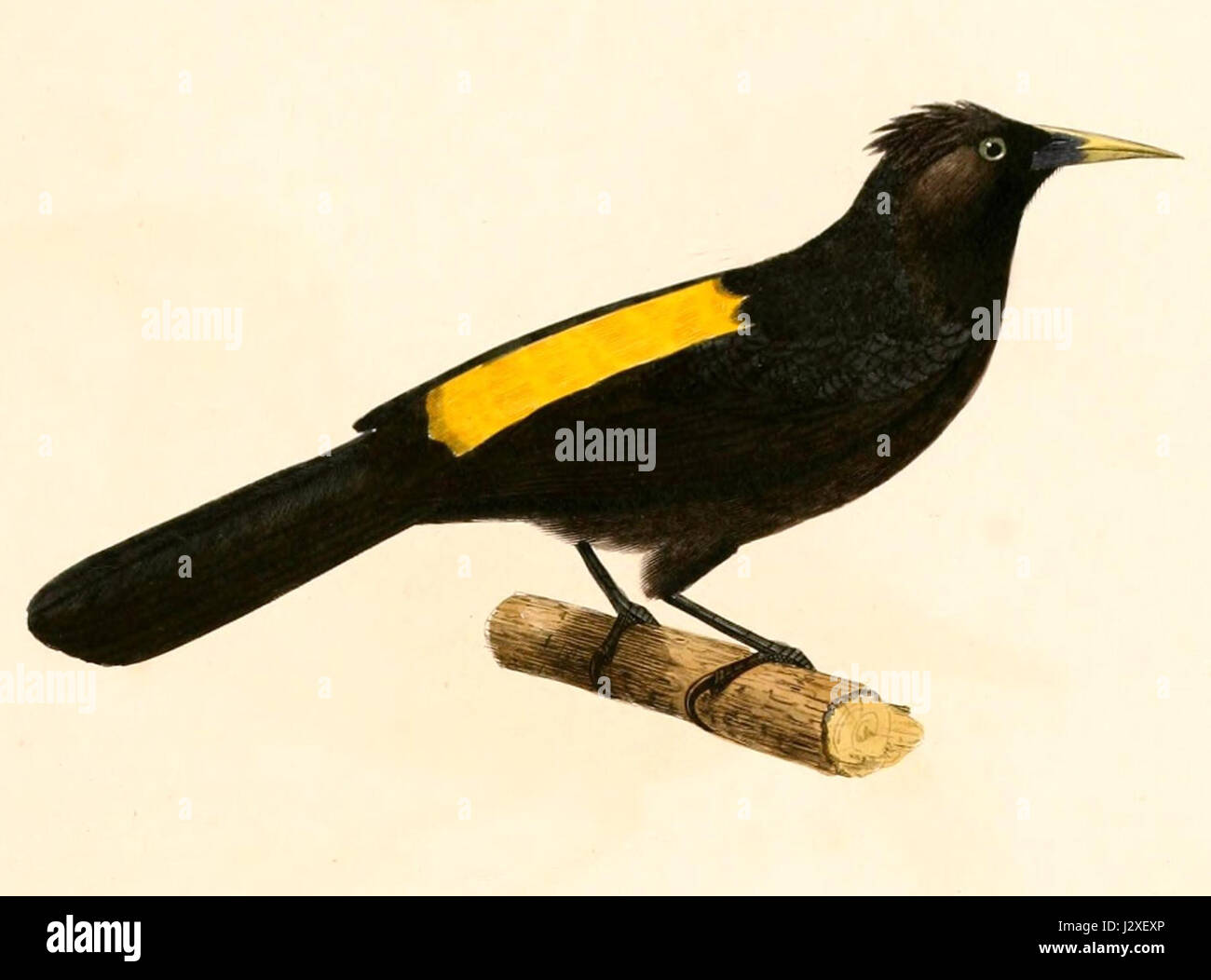 Cacicus chrysonotus 1847 Stock Photo - Alamy
