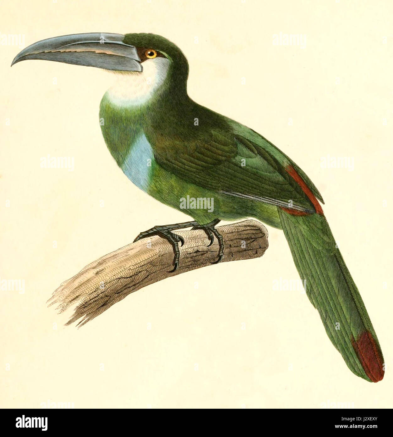 Aulacorhynchus coeruleicinctis, known as the Blue-cheeked Amazon, is a ...