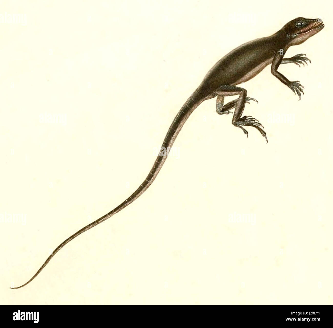This image is a depiction of *Anolis fuscoauratus*, a species of lizard ...