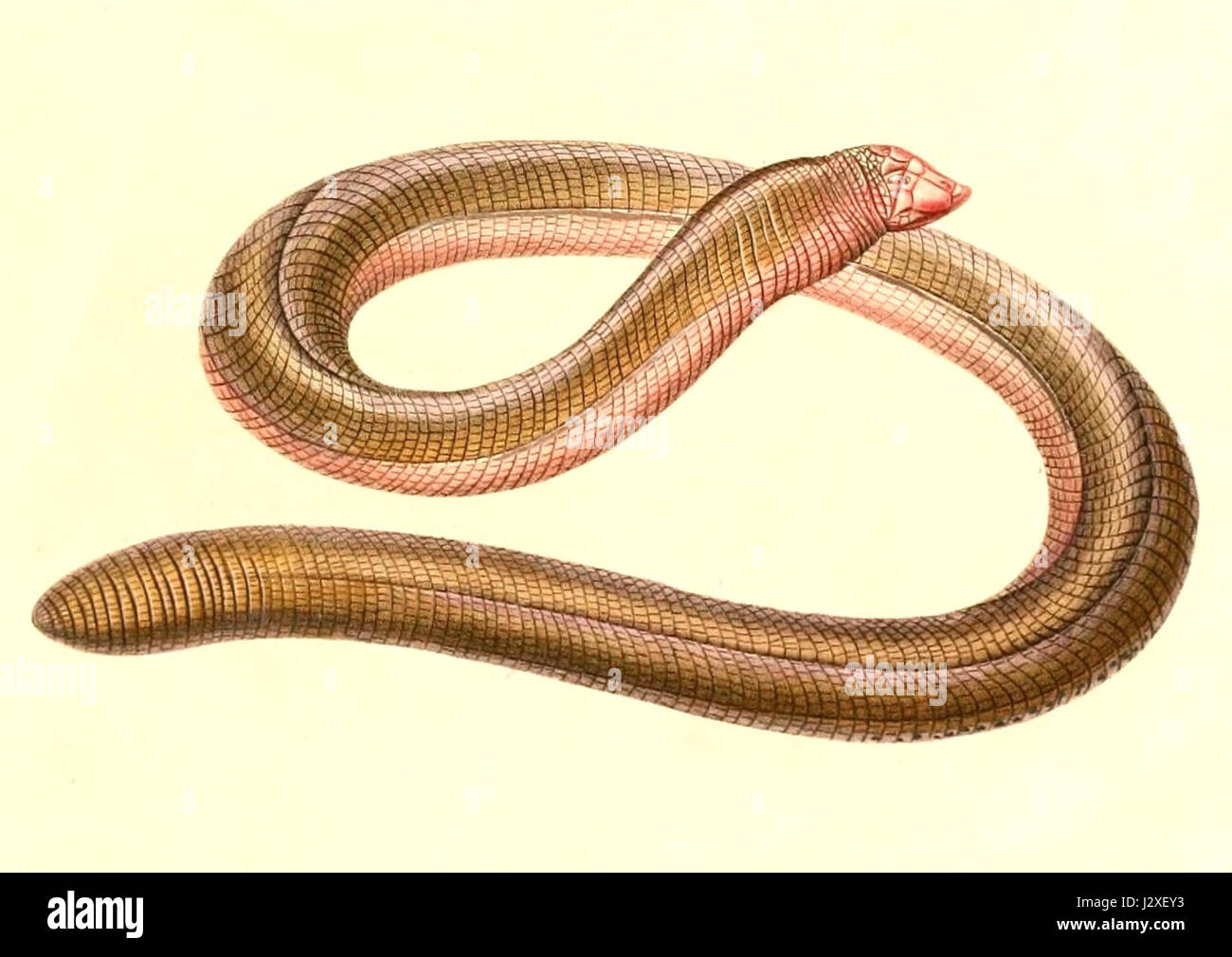 Amphisbaena microcephalum, identified in 1847, is a species of legless ...