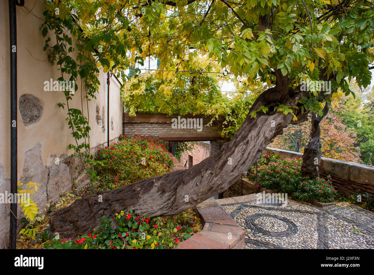 Old tree in the garden at the Alcazaba (citadel) of the Alhambra on ...