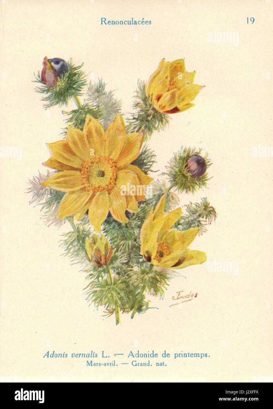 'Adonis Printanier' by J. Eudes, created in 1912, is an artwork ...