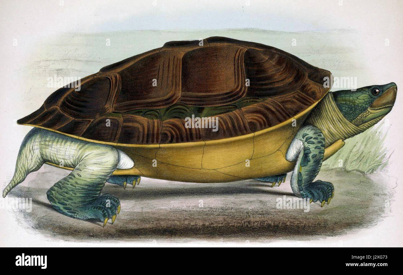 Trivittata hi-res stock photography and images - Alamy