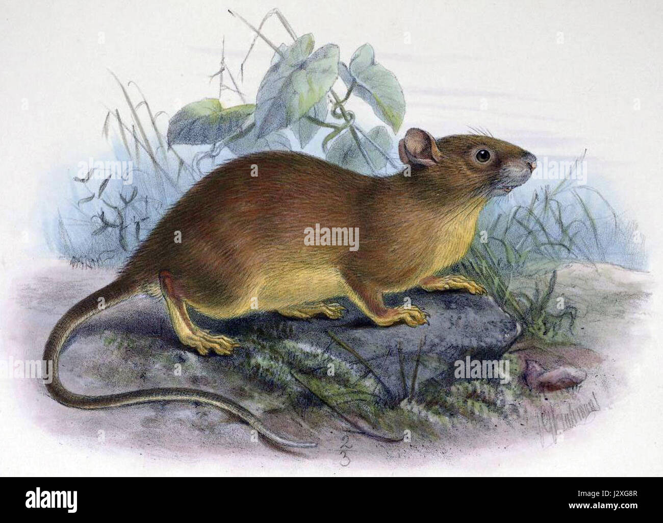 Bowersi hi-res stock photography and images - Alamy