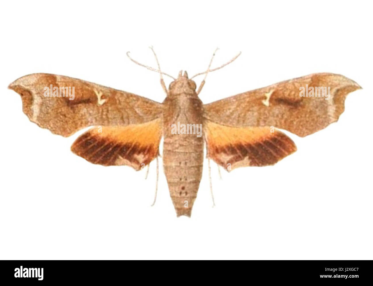 Central american moth Cut Out Stock Images & Pictures - Alamy