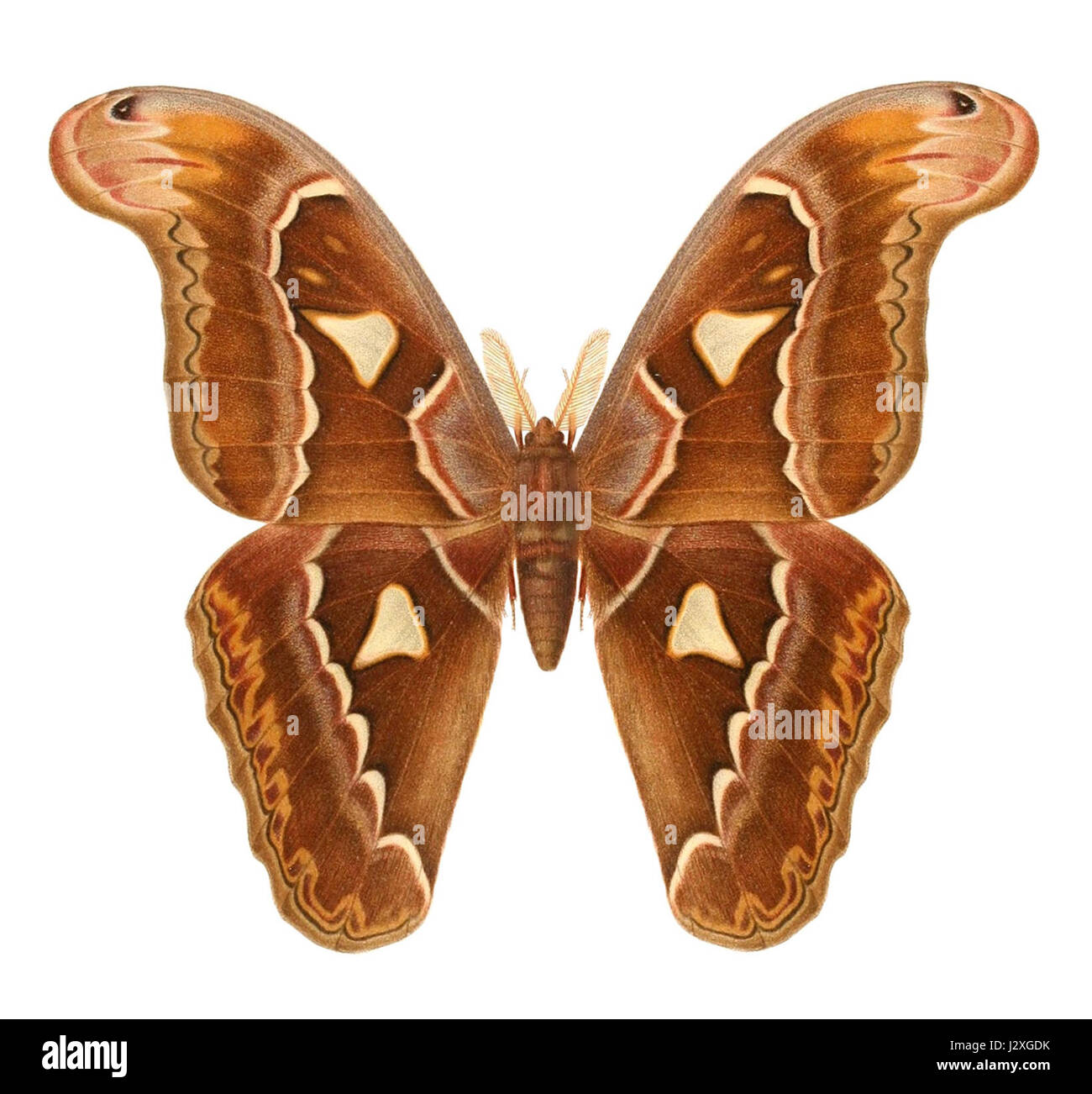 A reference to the species Attacus dohertyi, a type of moth described ...
