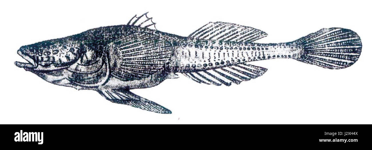 Magistri hi-res stock photography and images - Alamy