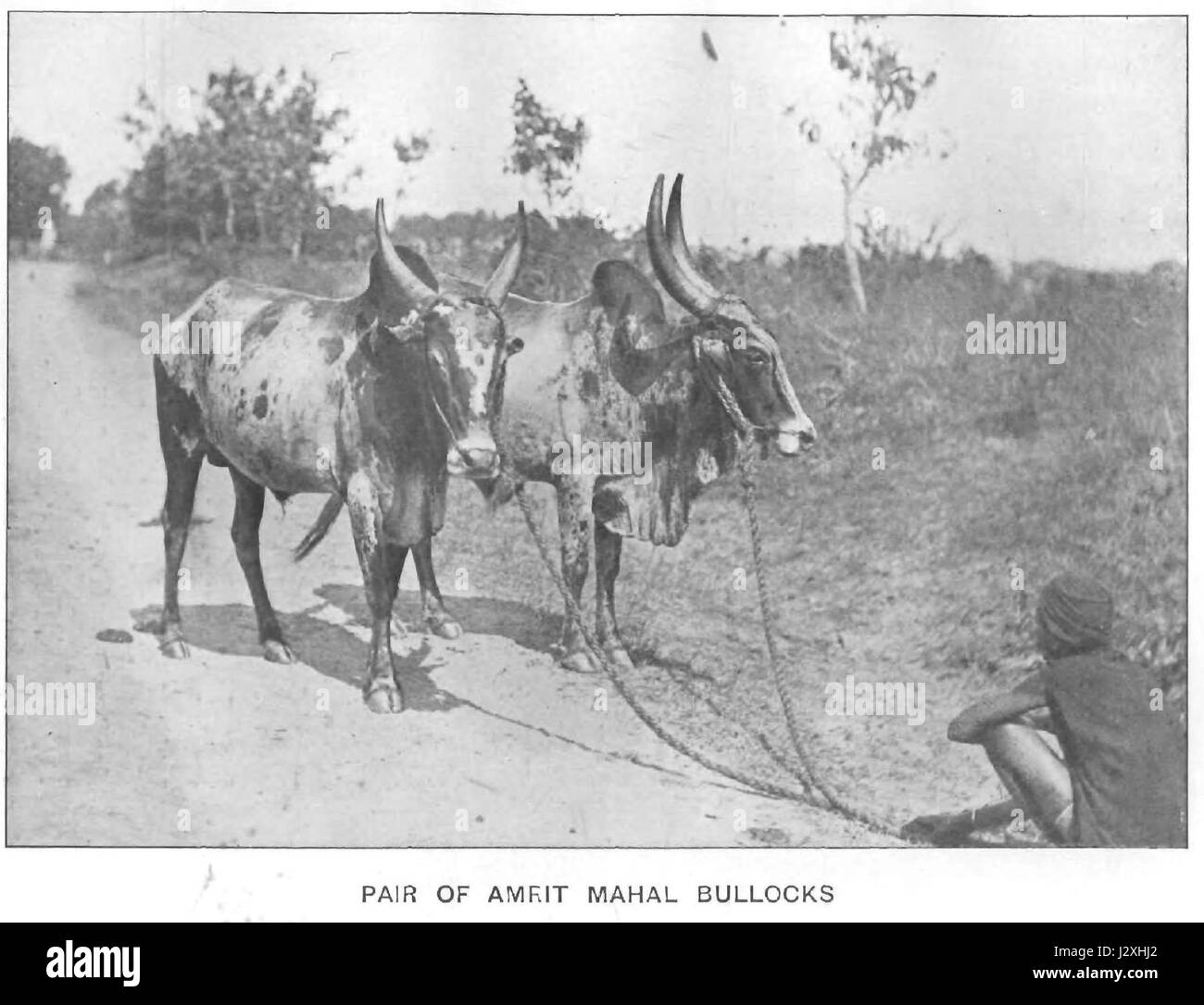 Amrit Mahal refers to a breed of cattle known for its resilience and ...