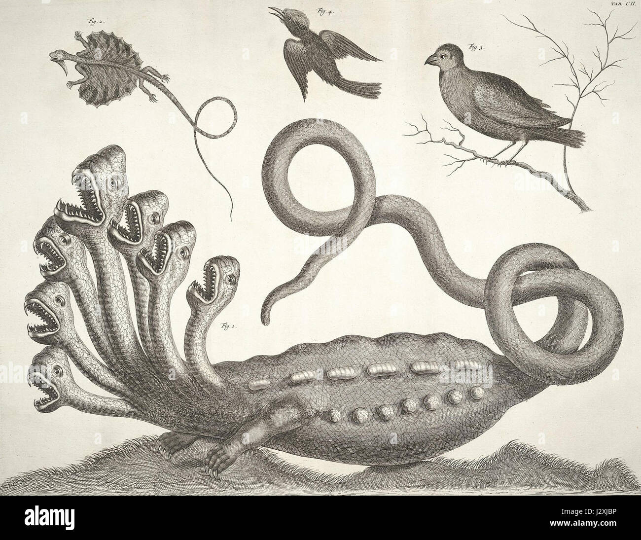 Albertus Seba was a Dutch collector and naturalist whose works ...