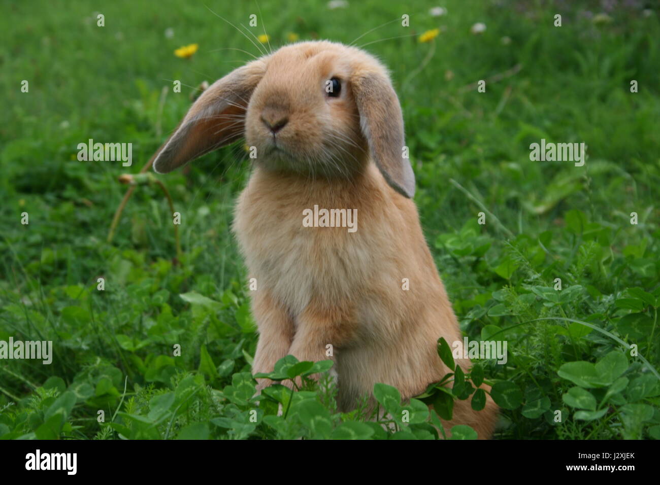 Dwarf rabbits in the meadow Stock Photo - Alamy