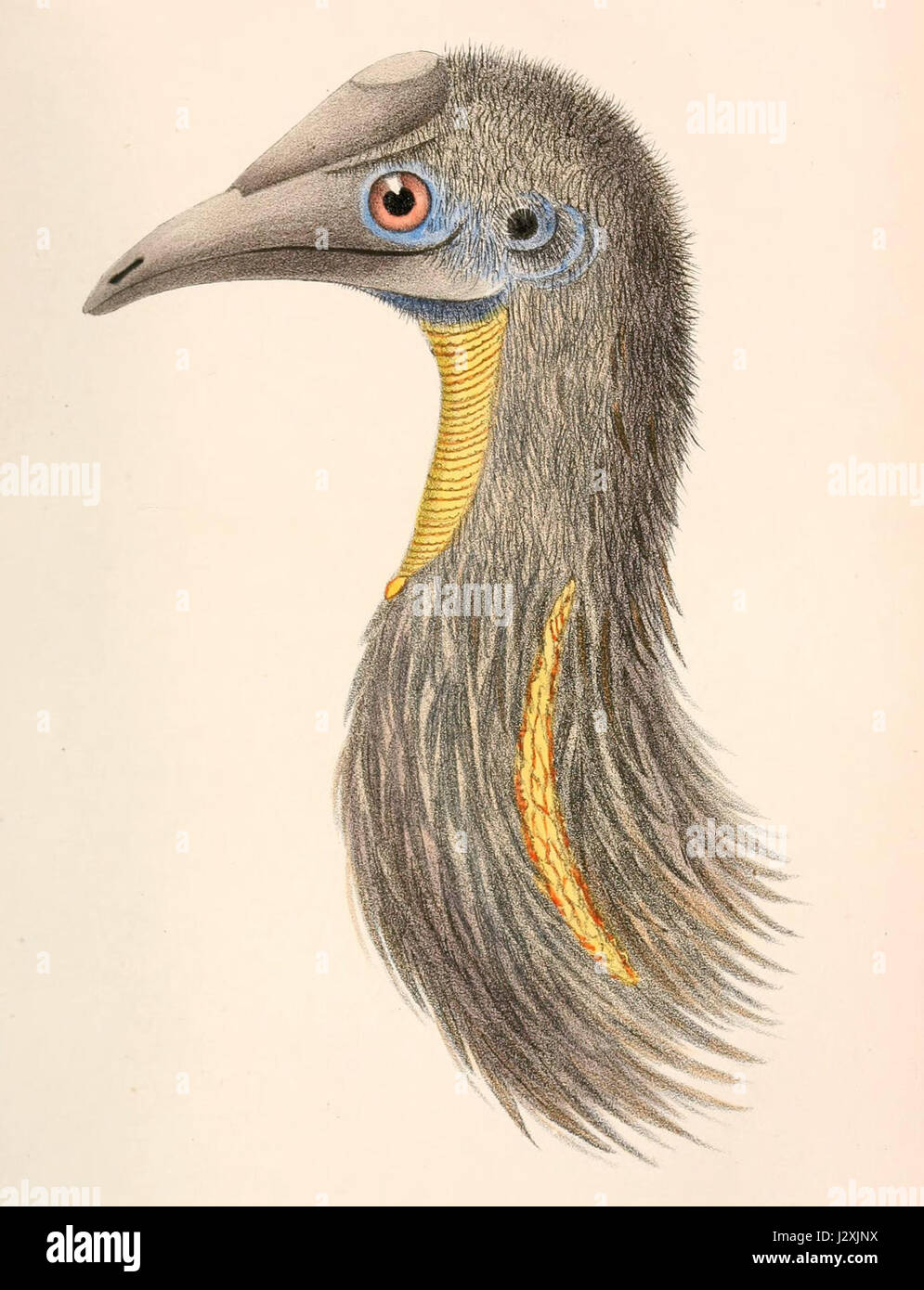 Southern cassowary casuarius known hi-res stock photography and images ...