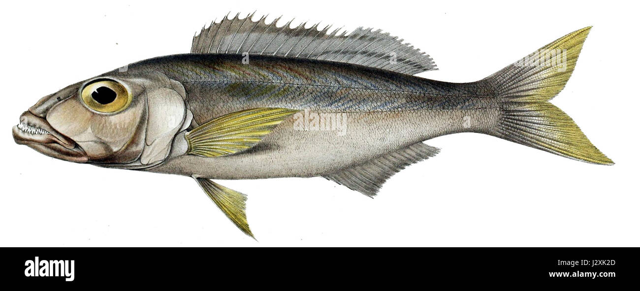 Ferox Cut Out Stock Images & Pictures - Alamy