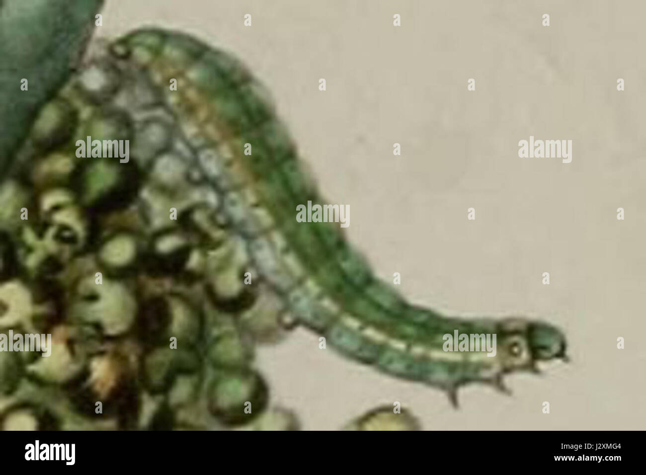 Acrobasis hi-res stock photography and images - Alamy