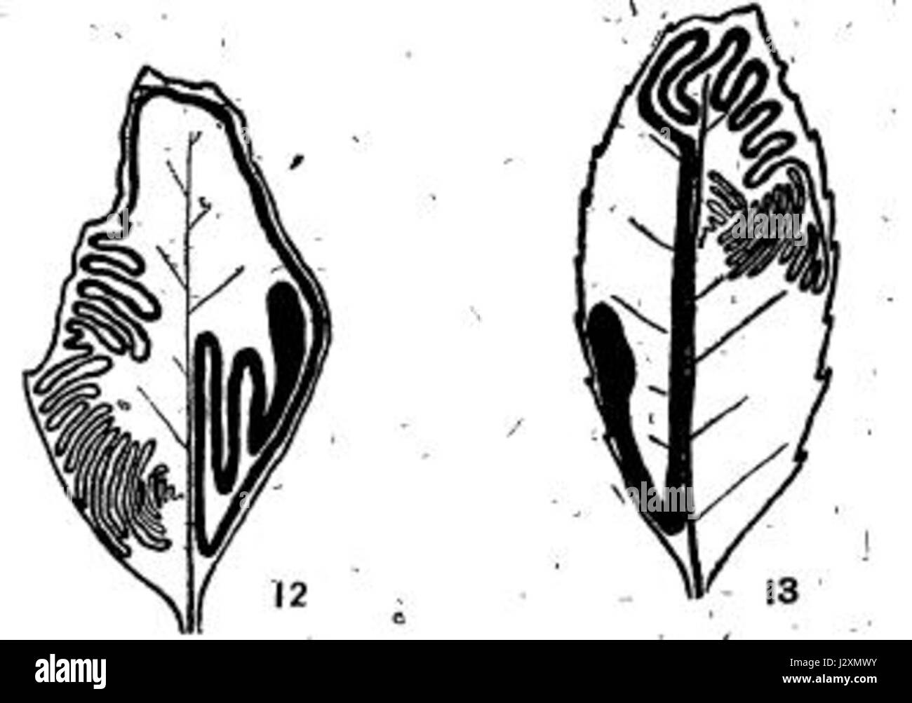 Acrocercops panacivermiforma is a species of moth whose larvae create ...
