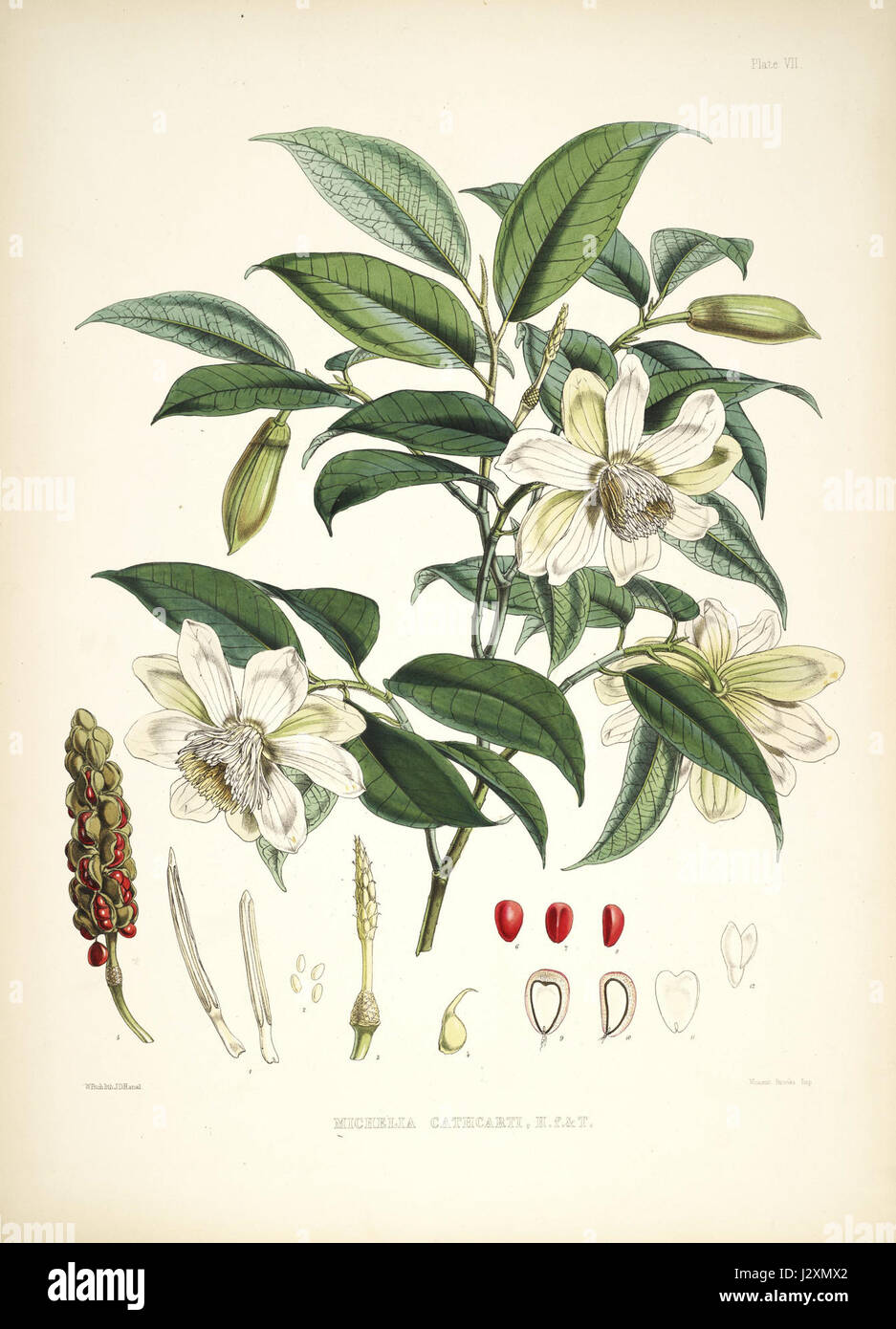 Alcimandra cathcartii is a plant species illustrated in Hookerâ€™s ...