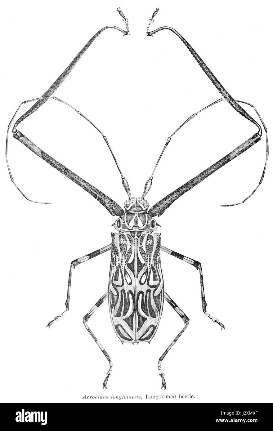 Acrocinus longimanus is a species of beetle in the family Cerambycidae ...