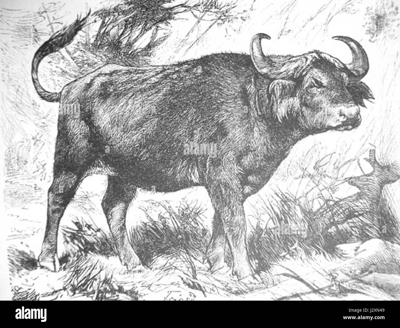 Buffalo drawing hi-res stock photography and images - Alamy