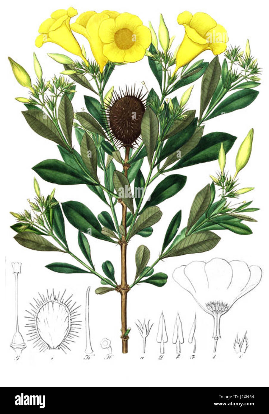 This image depicts Allamanda oenotherifolia, a species native to Brazil ...