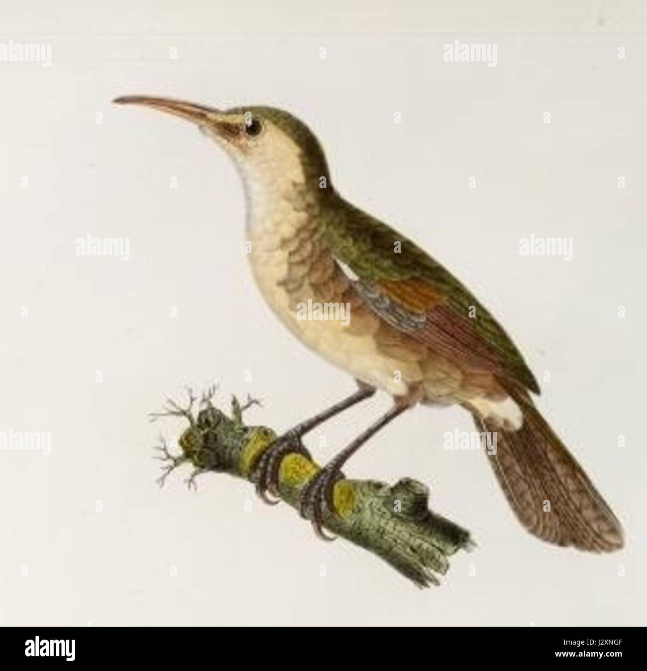 Acrocephalus luscinius hi-res stock photography and images - Alamy