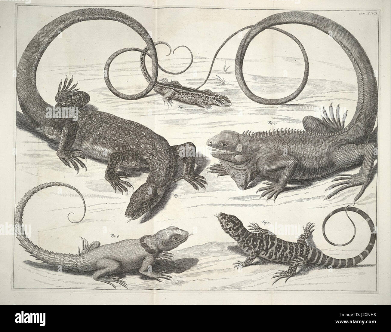 Thesaurus of albertus seba hi-res stock photography and images - Alamy