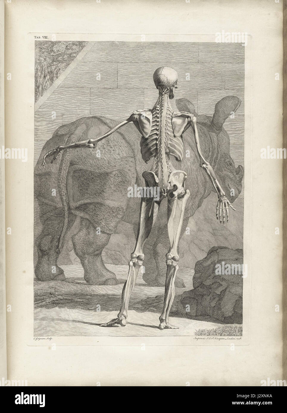 Albinus illustration hi-res stock photography and images - Alamy