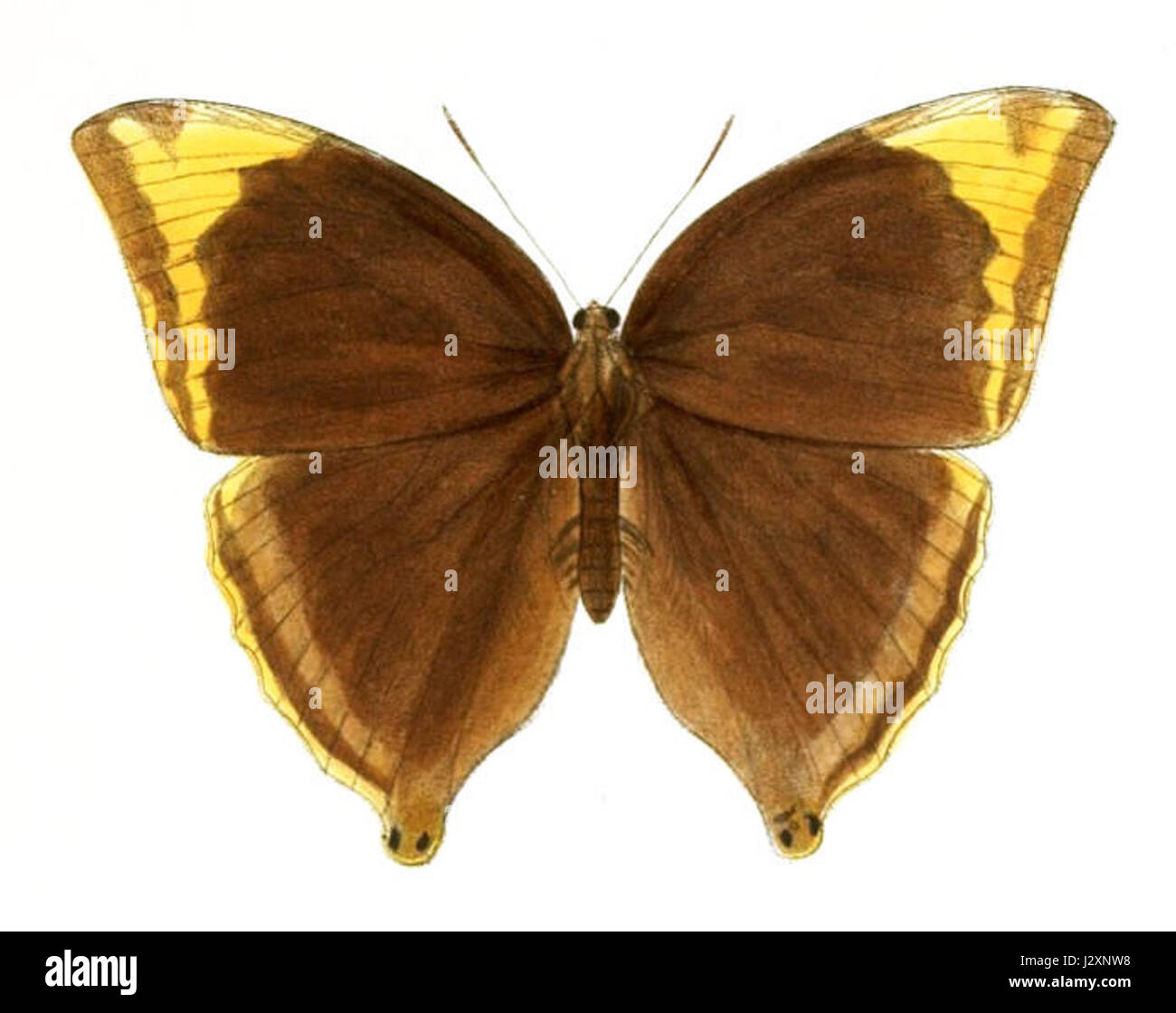 Larger markings hi-res stock photography and images - Alamy