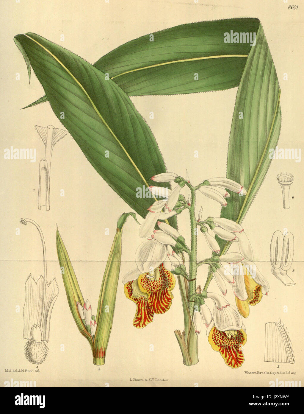 Alpinia mutica hi-res stock photography and images - Alamy