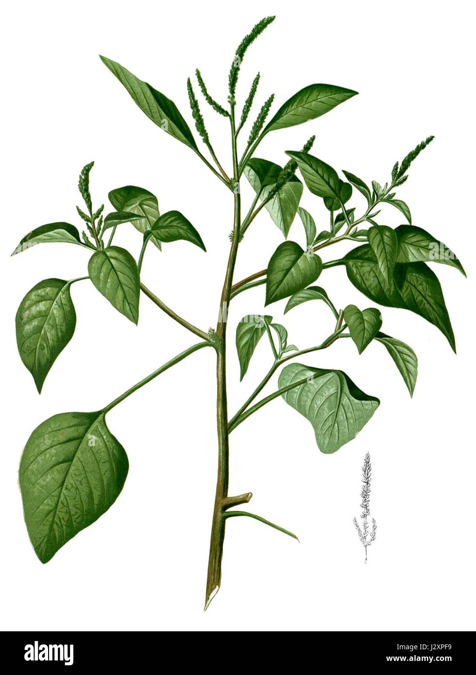 Amaranthus viridis Blanco2.262-cropped Stock Photo - Alamy