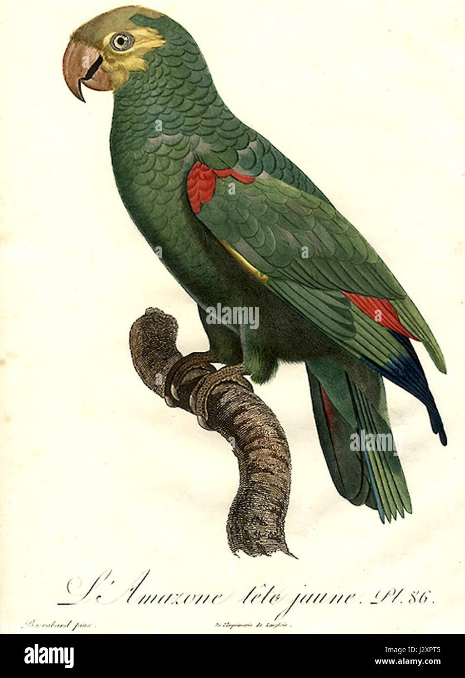 Yellow head amazon amazona hi-res stock photography and images - Alamy