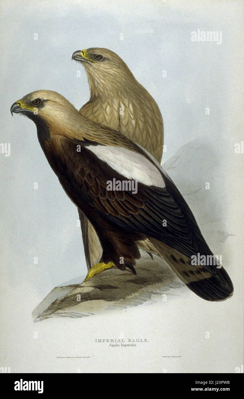 Aquila Imperialis by John Gould Stock Photo - Alamy