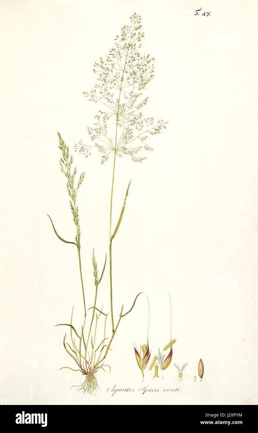 Apera spica-venti, commonly known as windgrass, is a species of grass ...