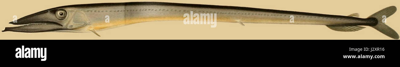 Anotopterus pharao hi-res stock photography and images - Alamy