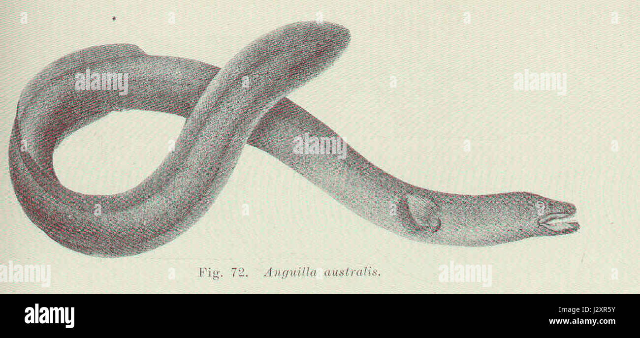 Anguilla australis, commonly known as the Australian eel, is a species ...